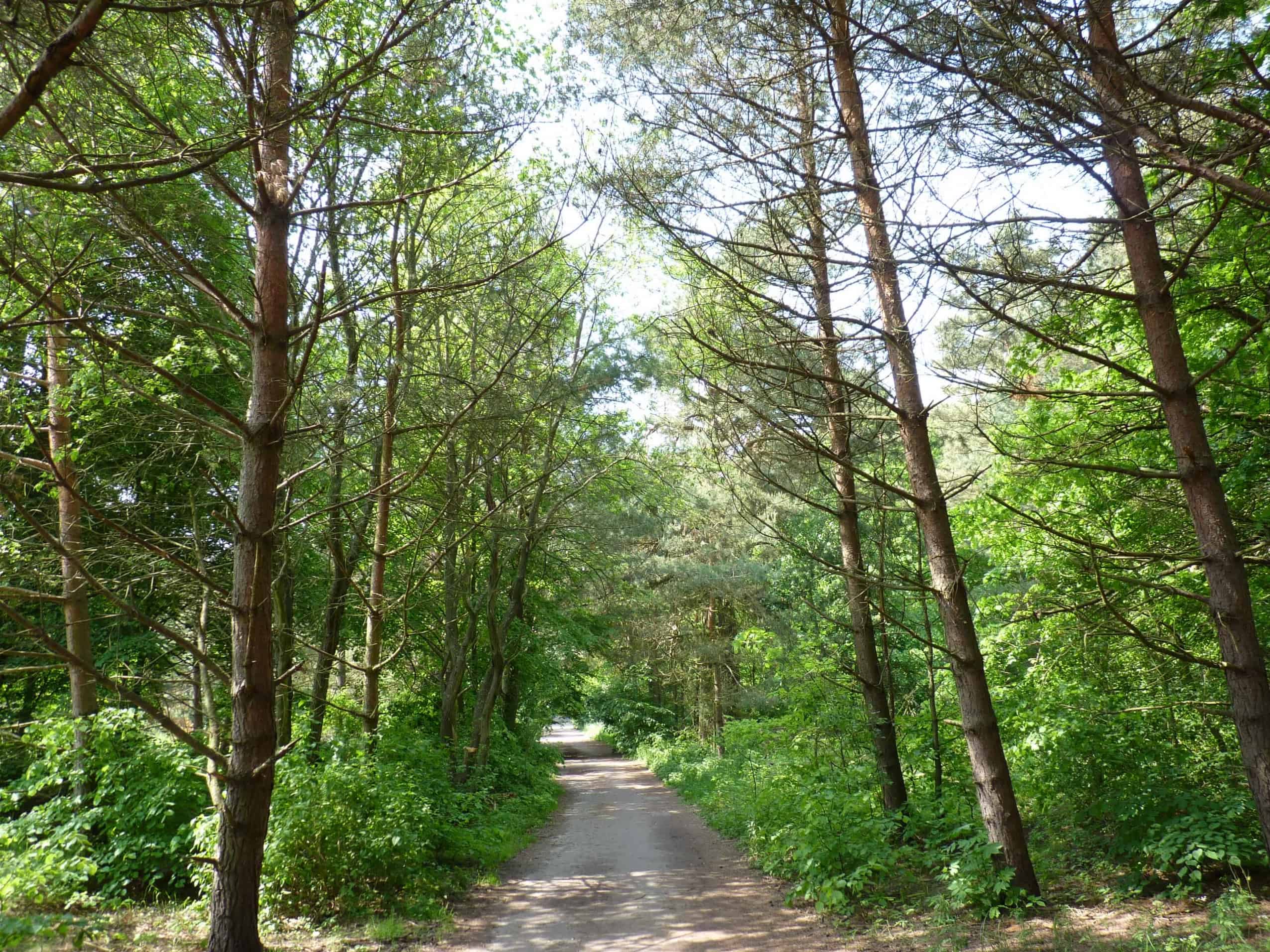 The very best parks and forests to visit in Gdańsk! - Finding Poland