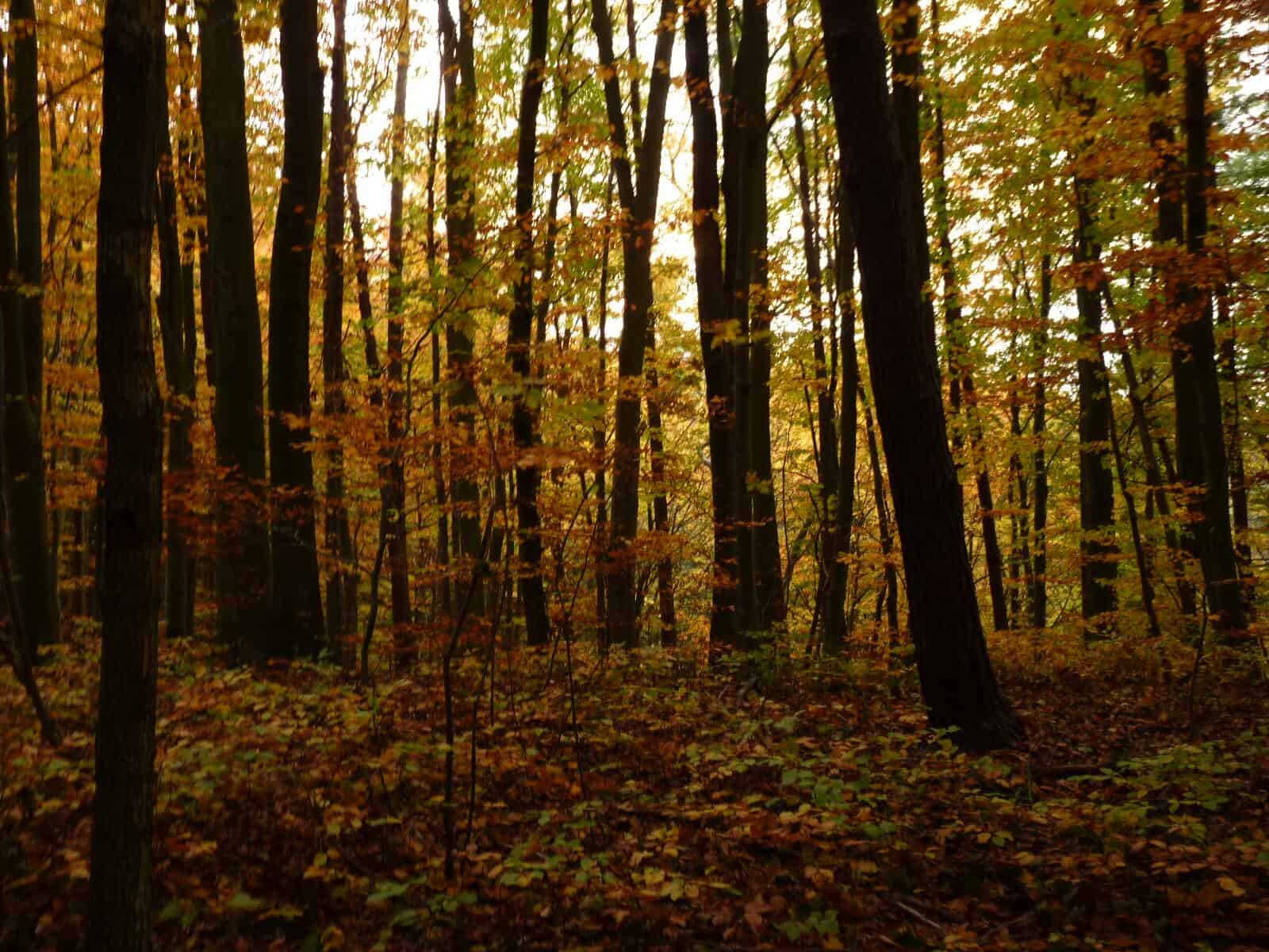 Polish Golden Autumn - The beautiful colours - Finding Poland